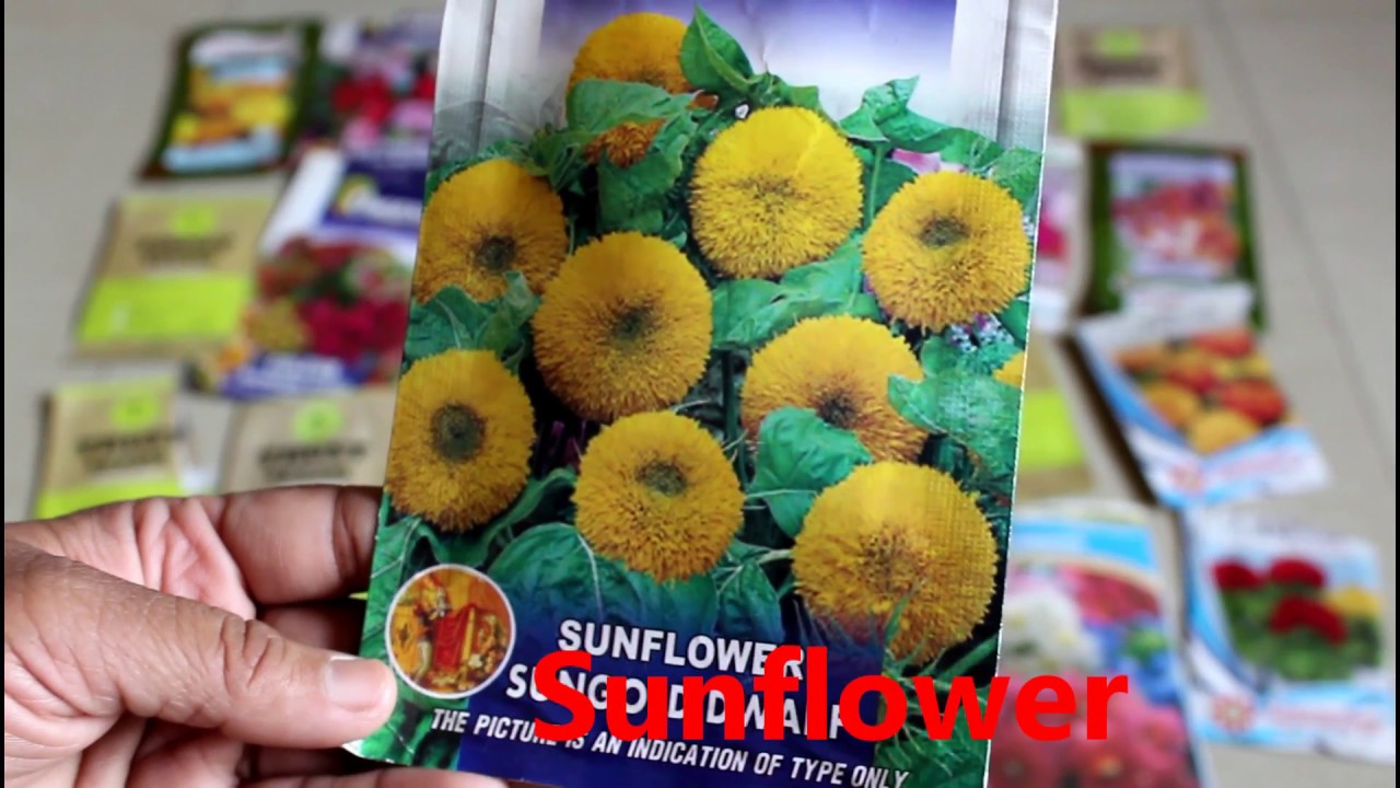 List of Summer season flowers /Summer flower plants - YouTube