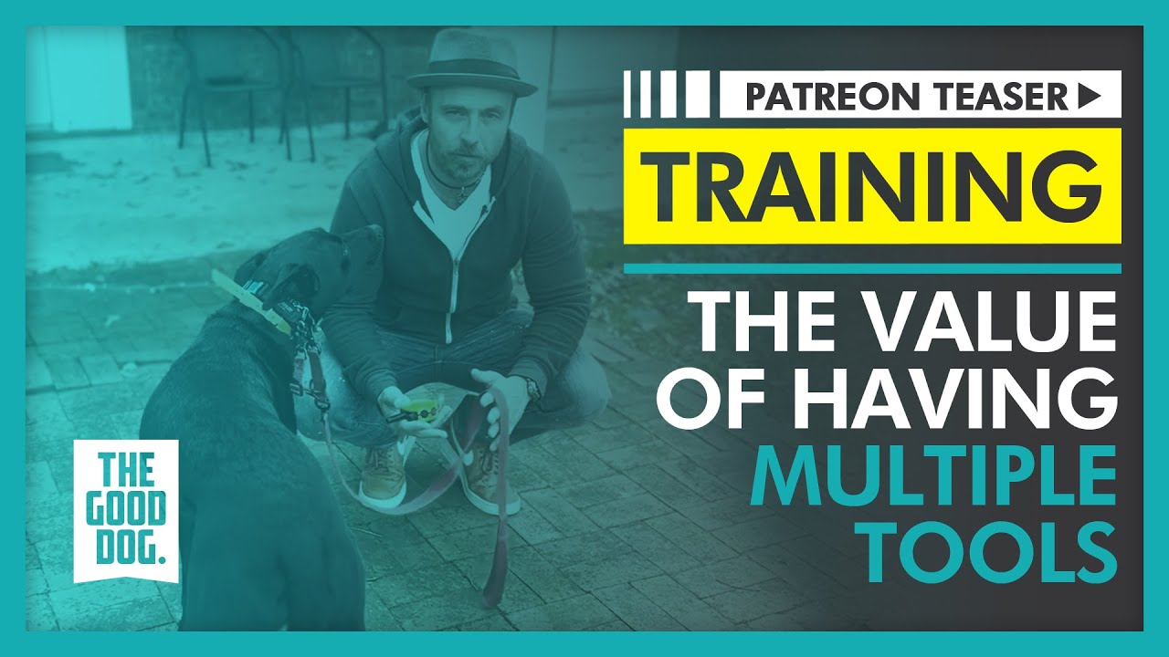 The Value Of Having Multiple Tools Patreon Teaser The Good Dog the-value-of-having-multiple-tools-patreon-teaser-the-good-dog