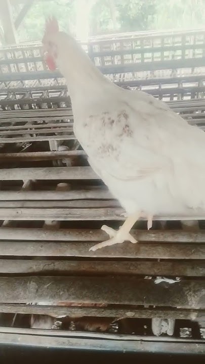 ayam petelur jantan - YouTube