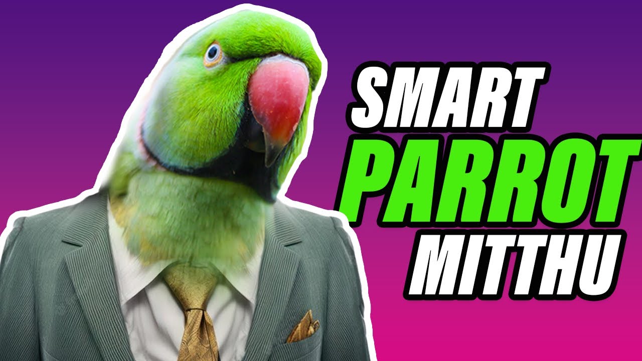 This Genius Parrot Talk everything 😍 - YouTube