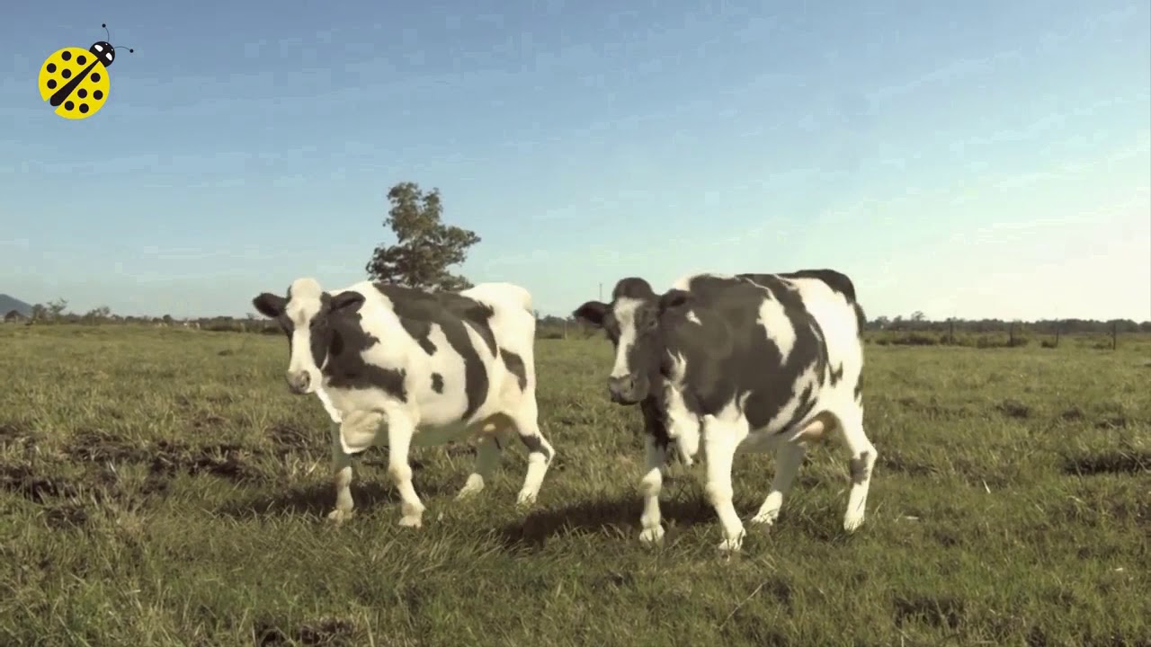 Best Video of COW DANCE | Funny Cow Dancing and Shaking for Upbeat ...