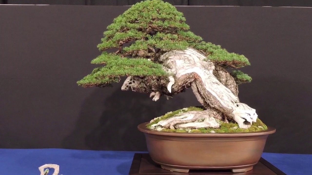 The Best of 20 Years The Trophy Bonsai Displays Part 1 - YouTube