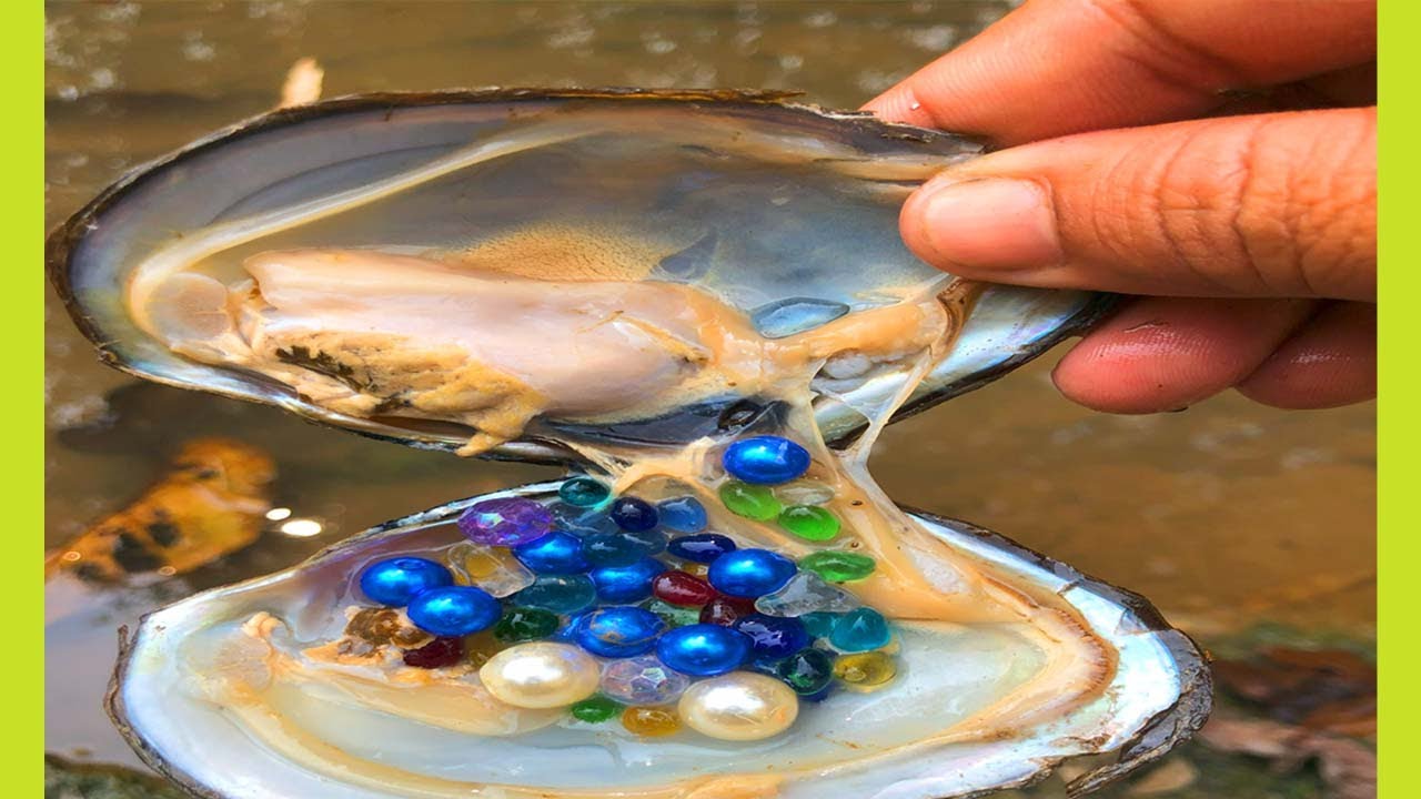 Real: Pearl In Clam - how to Pearl in Clam #calm #shorts#pearlsheel# ...