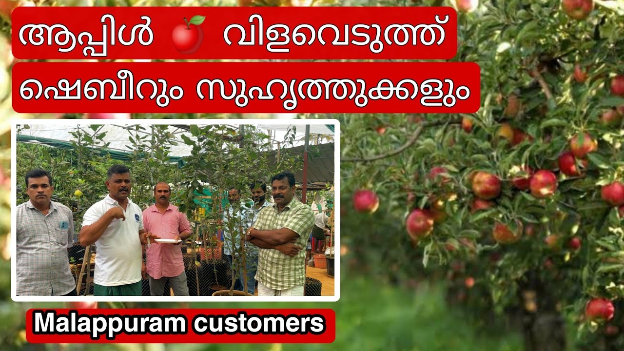 Miracle Farm House 🍎ആപ്പിൾ വിളവെടുത്ത് ഷെബീറും സുഹൃത്തുക്കളും / 😯 ...