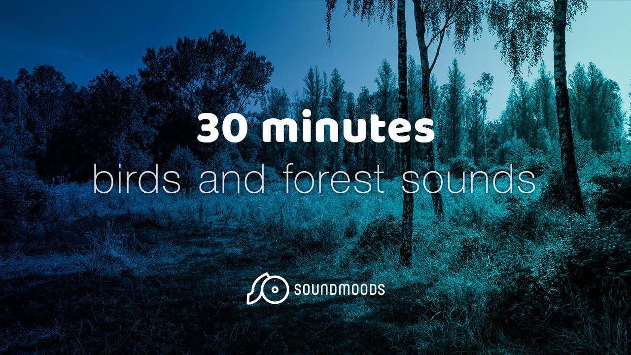 30 minute recording forest and bird sounds - YouTube