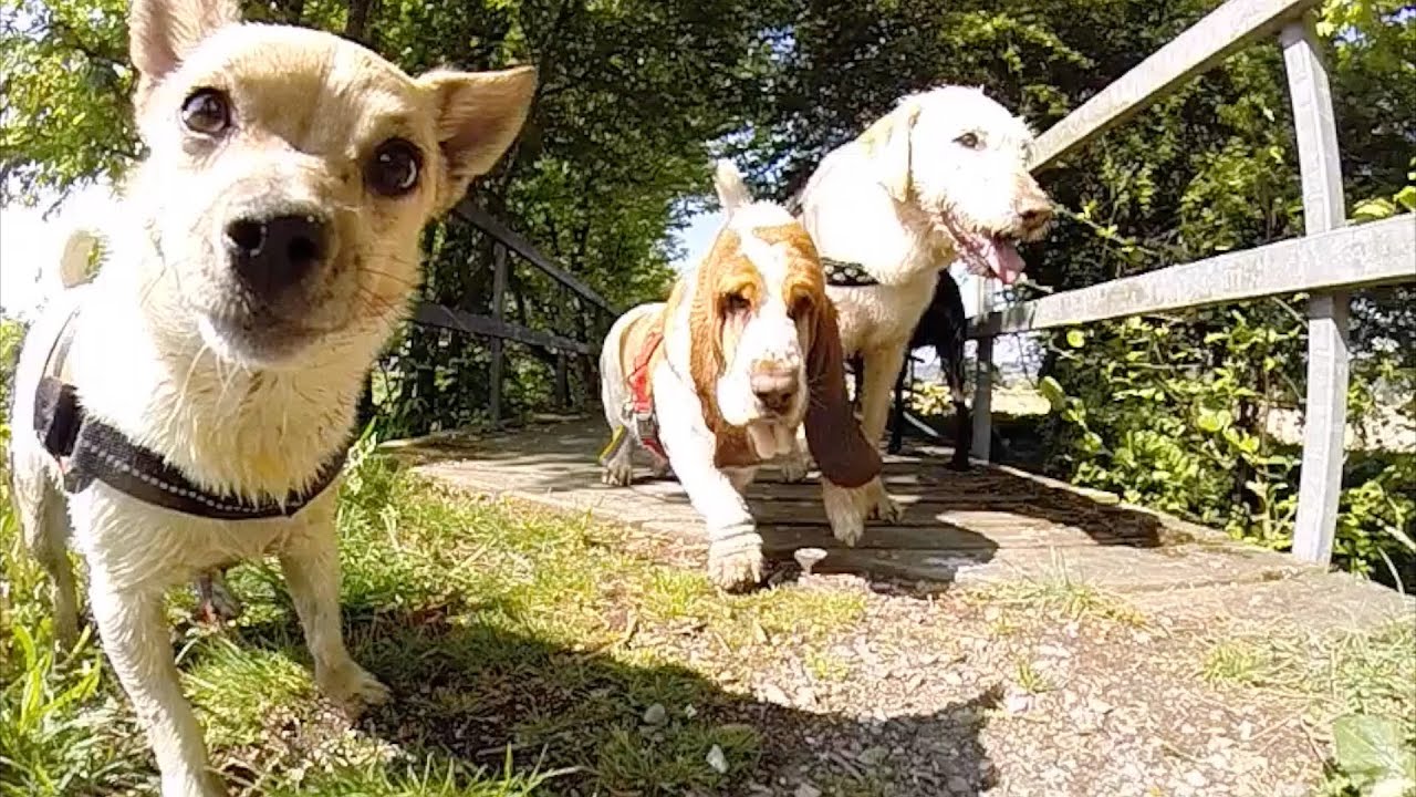 Dogs are Awesome GoPro Dogs in water + stick cam Eglisau Switzerland ...
