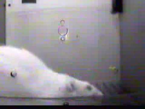 Caixa de Skinner (rato) - YouTube
