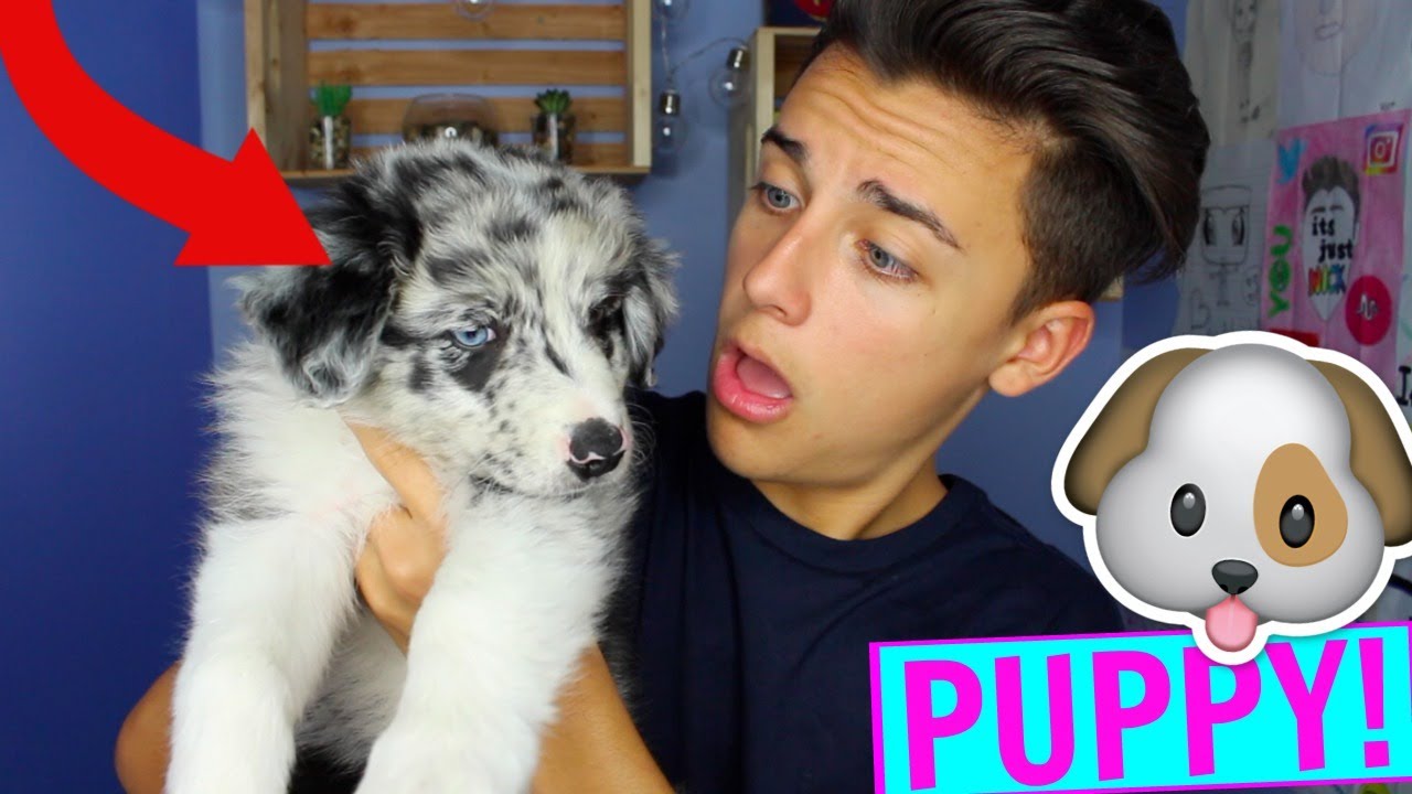 I GOT A DOG!! NEW PUPPY! - YouTube
