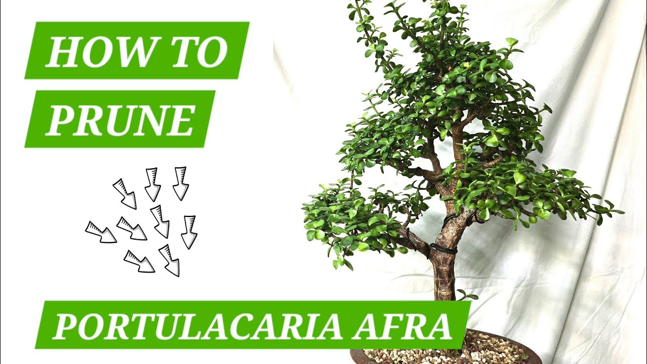 How to Prune Portulacaria afra - The easy Method - YouTube