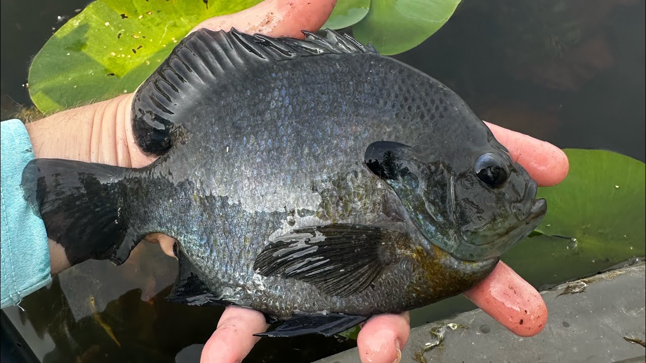Catching Panfish On The Kayak Bobber Fishing! - YouTube
