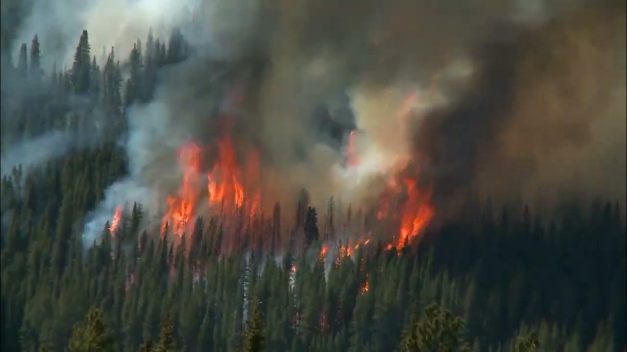 Береги лес!!! - YouTube