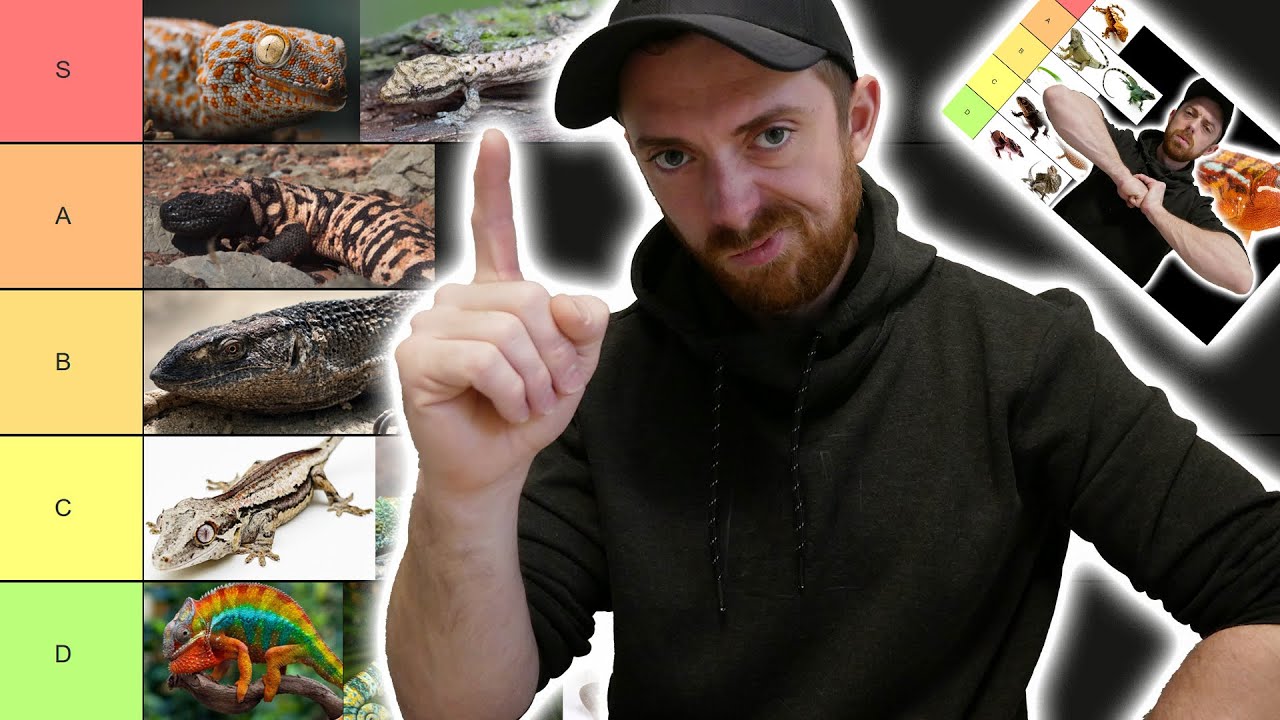 Lizard Tier List (Part 2) - YouTube