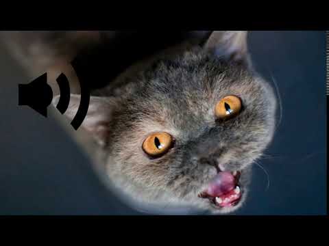 meowing cat sound effect - YouTube