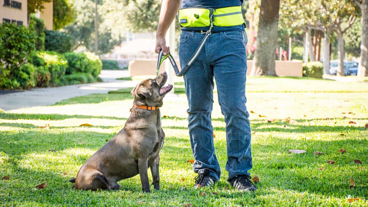 Quick Start Video for THE ULTIMATE Leash System by Taksin - YouTube