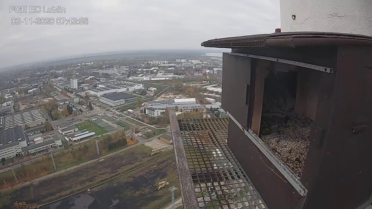 Sokoły na żywo. Lublin 2.11.2020 - YouTube