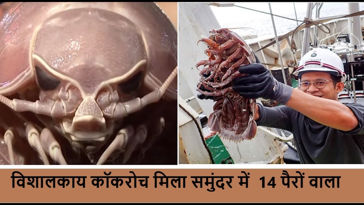 Supergiant Sea Cockroach With 14 Legs || new species of sea cockroach ...