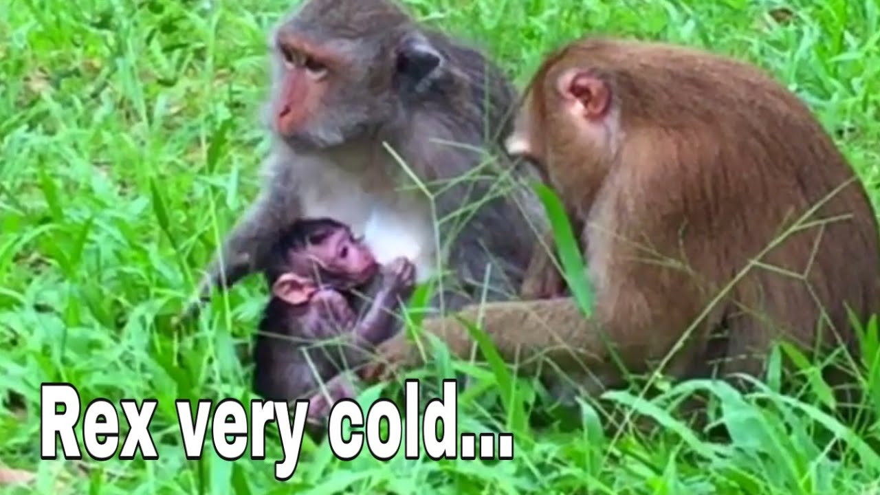 Rex monkey is cold because rex has been flooded.MD Monkey - YouTube