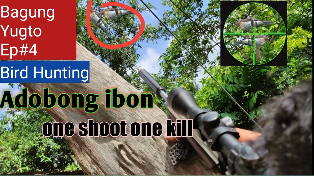 BYEP#4 Bird Hunting | Pamamaril ng ibon gamit ang air rifle gun ...
