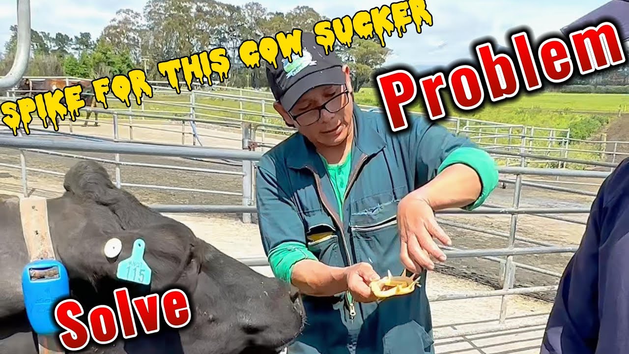 Mahilig sumuso sa iba! #dairyfarmingnz - YouTube