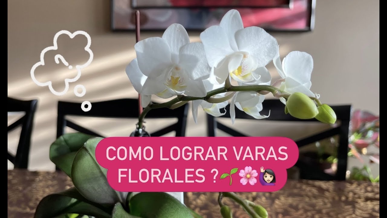COMO LOGRAR VARAS FLORALES EN ORQUÍDEAS PHALAENOPSIS⁉️🌱🌸🙋🏻‍♀️ - YouTube