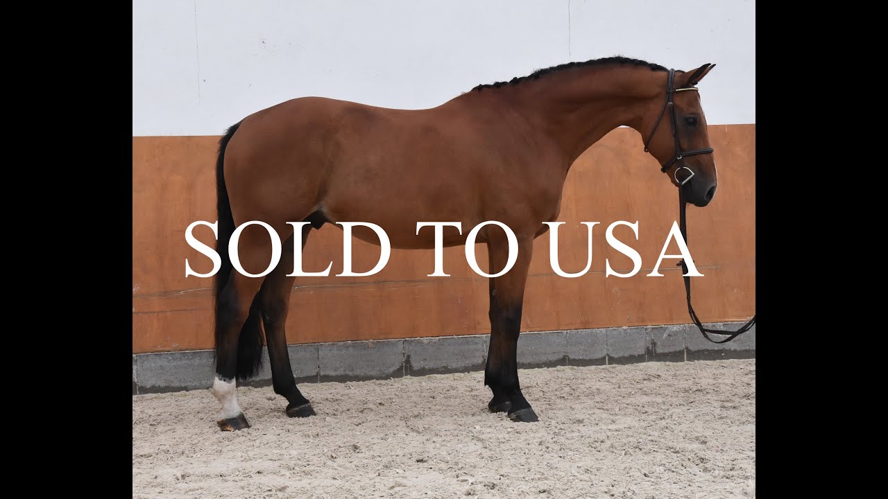 SOLD TO USA *** *2013 gelding, Va-Vite - Pageno - YouTube