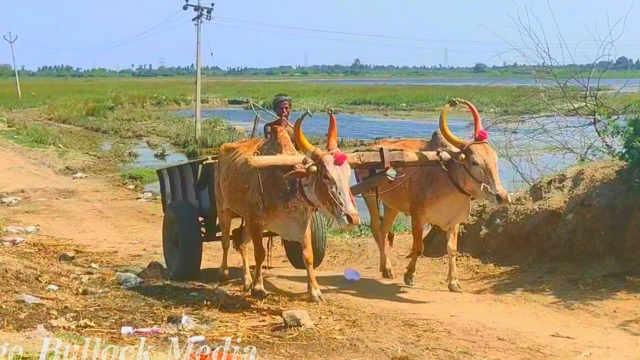 cow dung fully loaded in Bull cart pulling | village Bullock Cart - YouTube