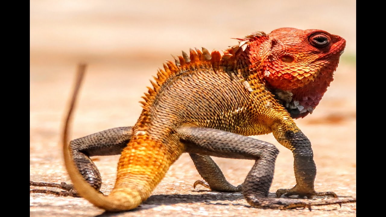 Oriental garden Lizard Eggs, Incubation & Hatch-lings - YouTube