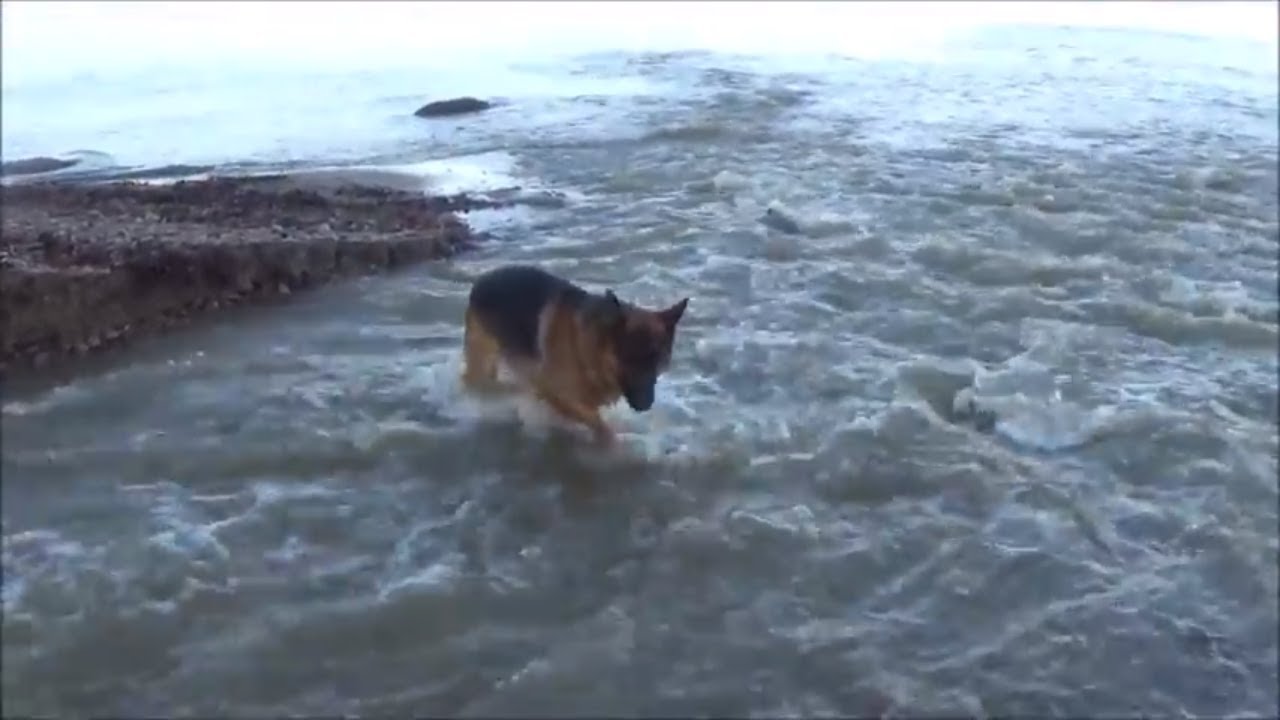 German shepherd offleash at waterfall and sea - YouTube