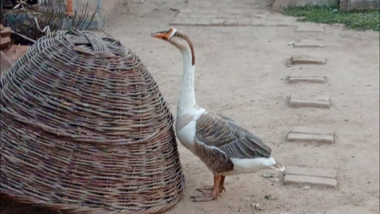 Asil golden hens playing with duck and entering their room - YouTube