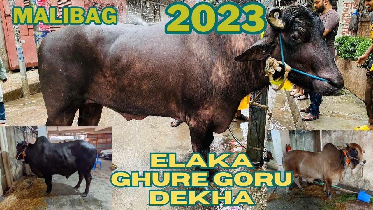 Elaka Ghure Goru Dekha P2- EID UL AZHA 2023- @EIDULAZHABD - YouTube