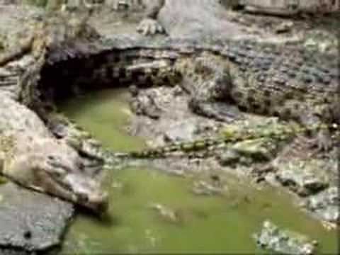 Duck getting eaten by crocodiles - YouTube