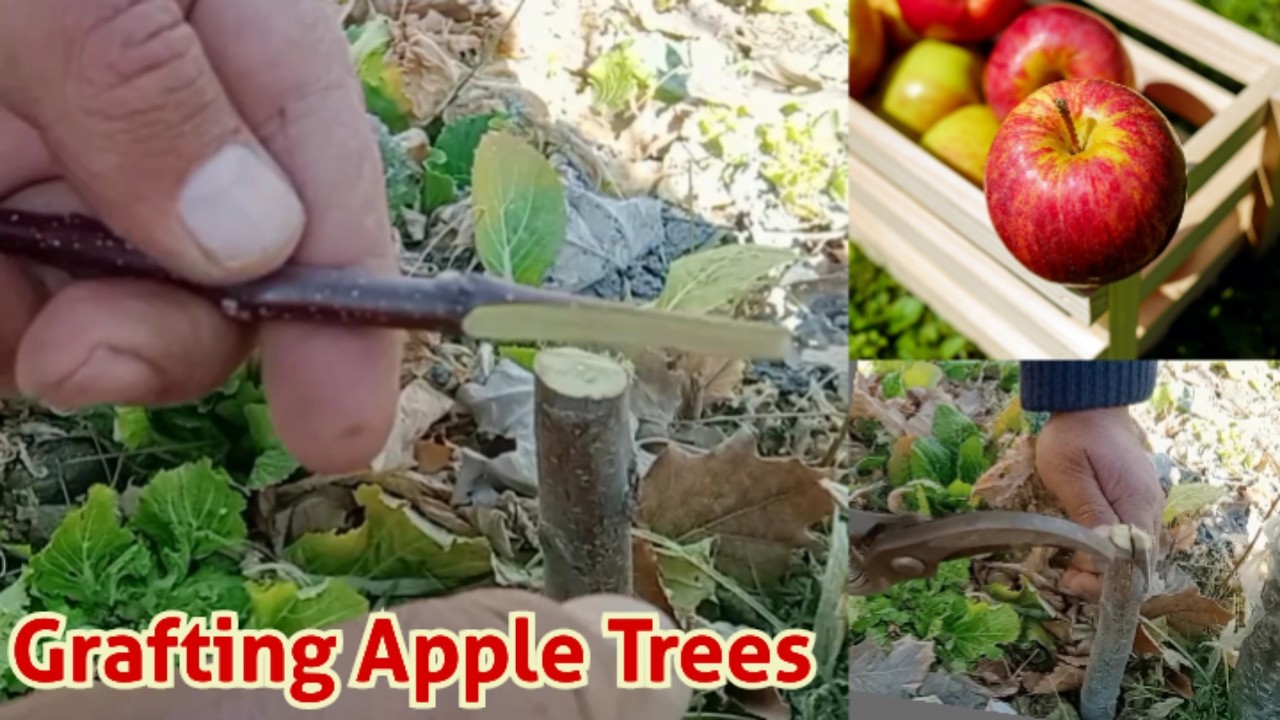How to Grafting Apple Tree ? Cleft Grafting Fruit Trees / تطعيم شجرة ...