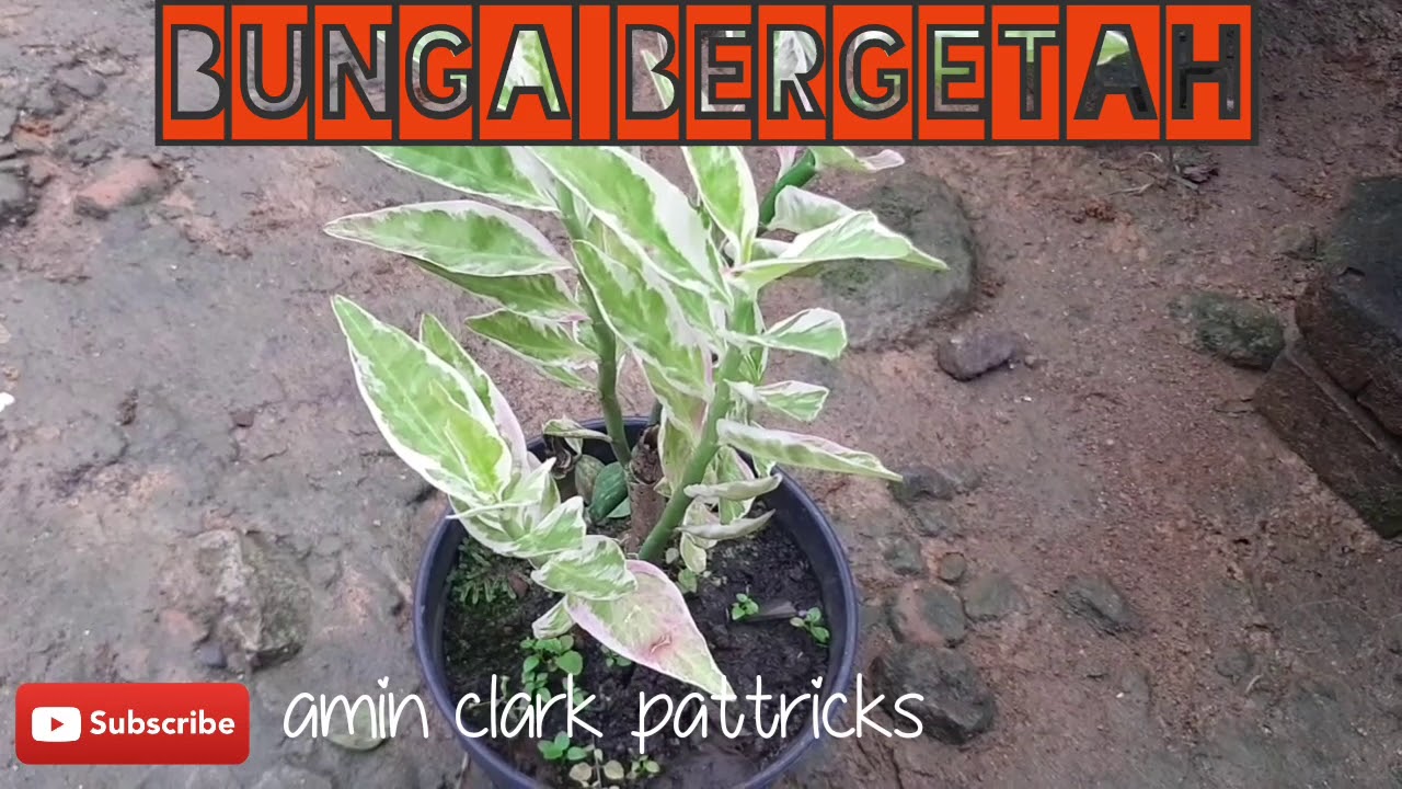 Bunga Getah - YouTube