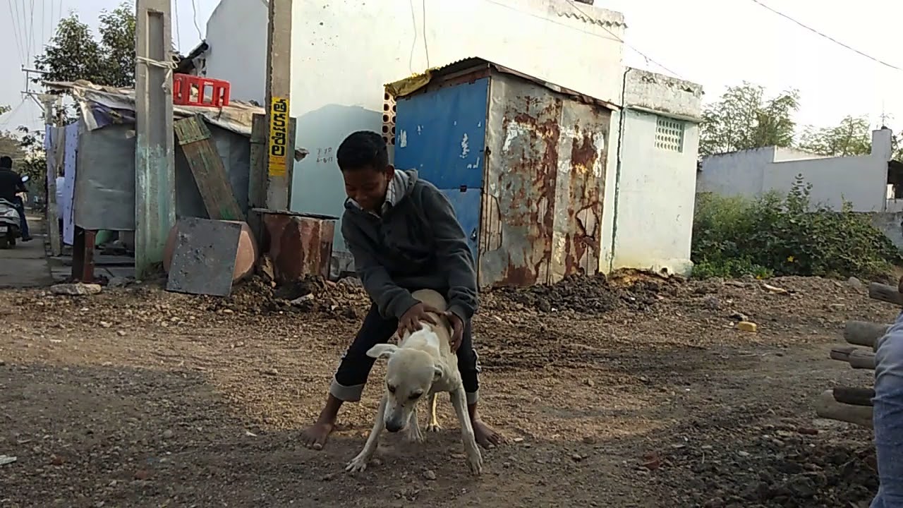 Kvp colony Balu riding dog - YouTube