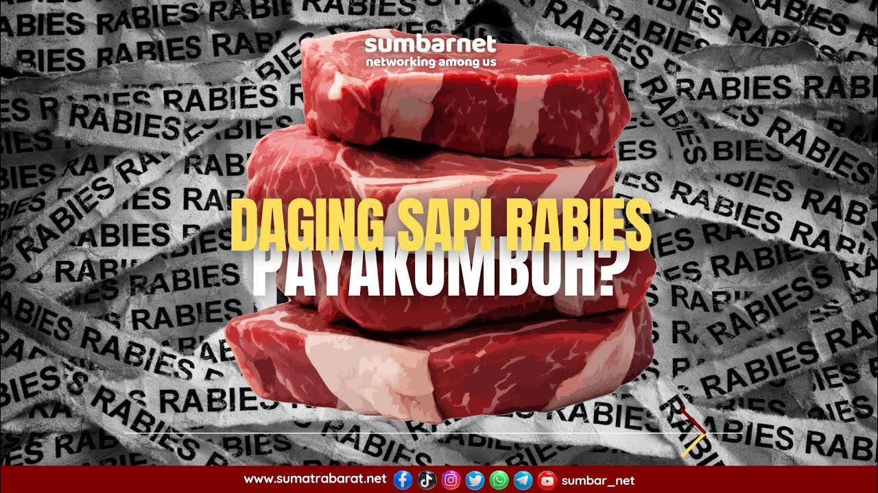CEK FAKTA ⁉️ BENARKAH ADA DAGING SAPI RABIES DI PAYAKUMBUH - YouTube