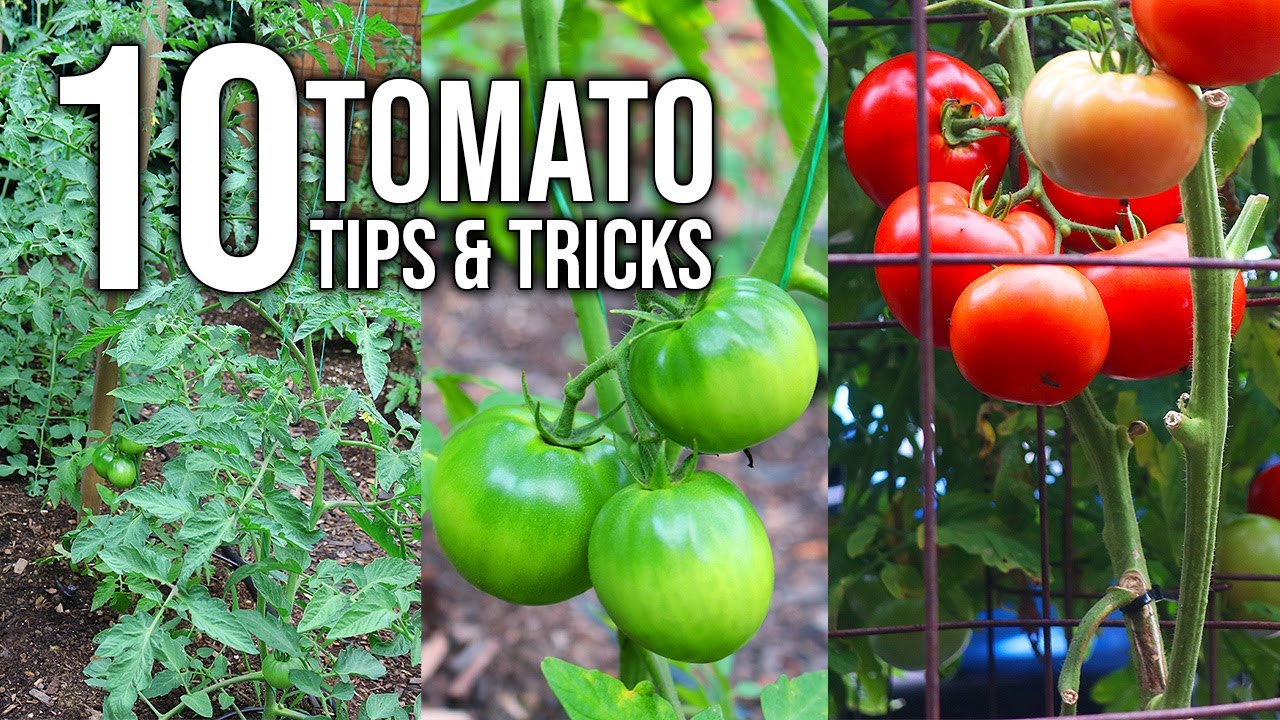 10 Tomato Growing Tips For Bigger Harvests! - YouTube