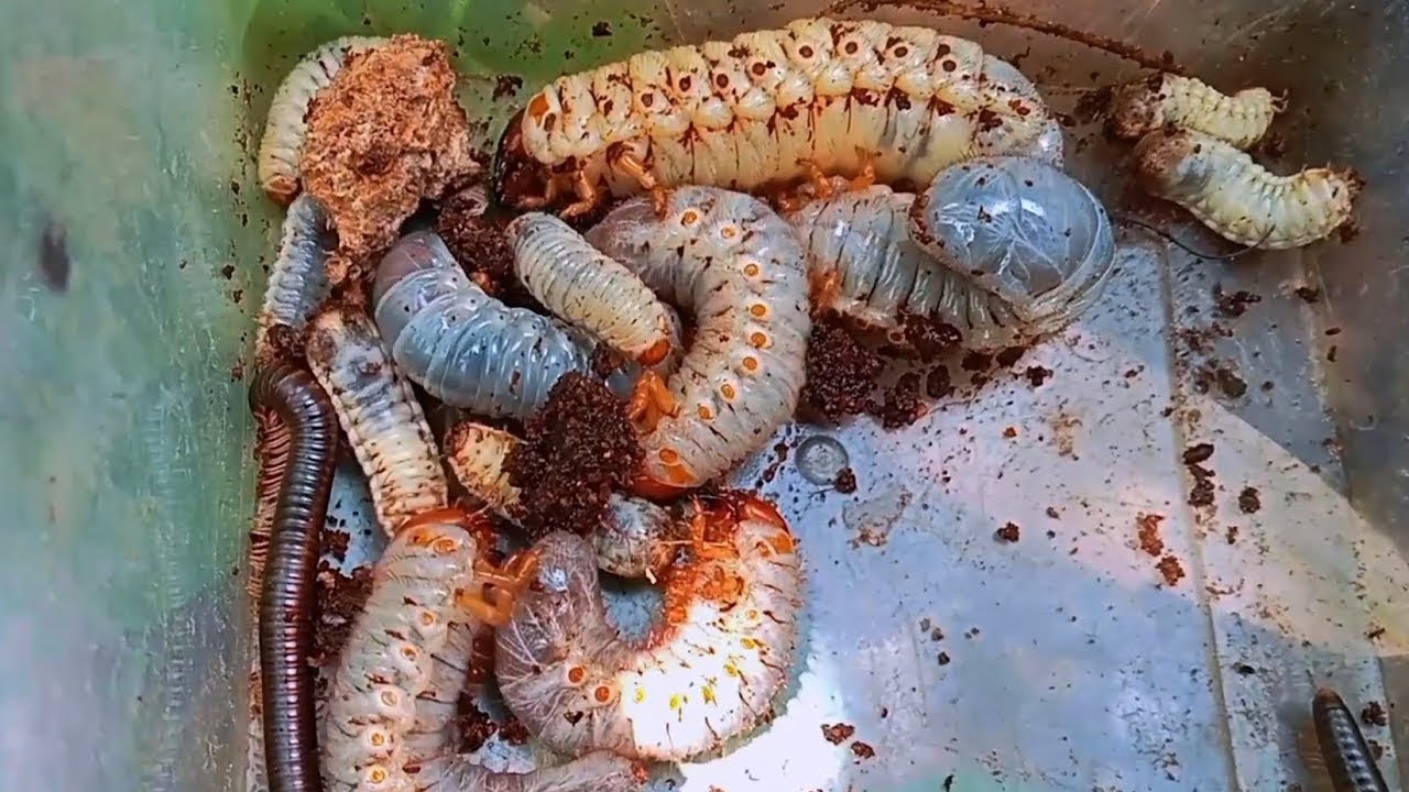 Look and take for many worms - centipede - millipede and unique animals ...