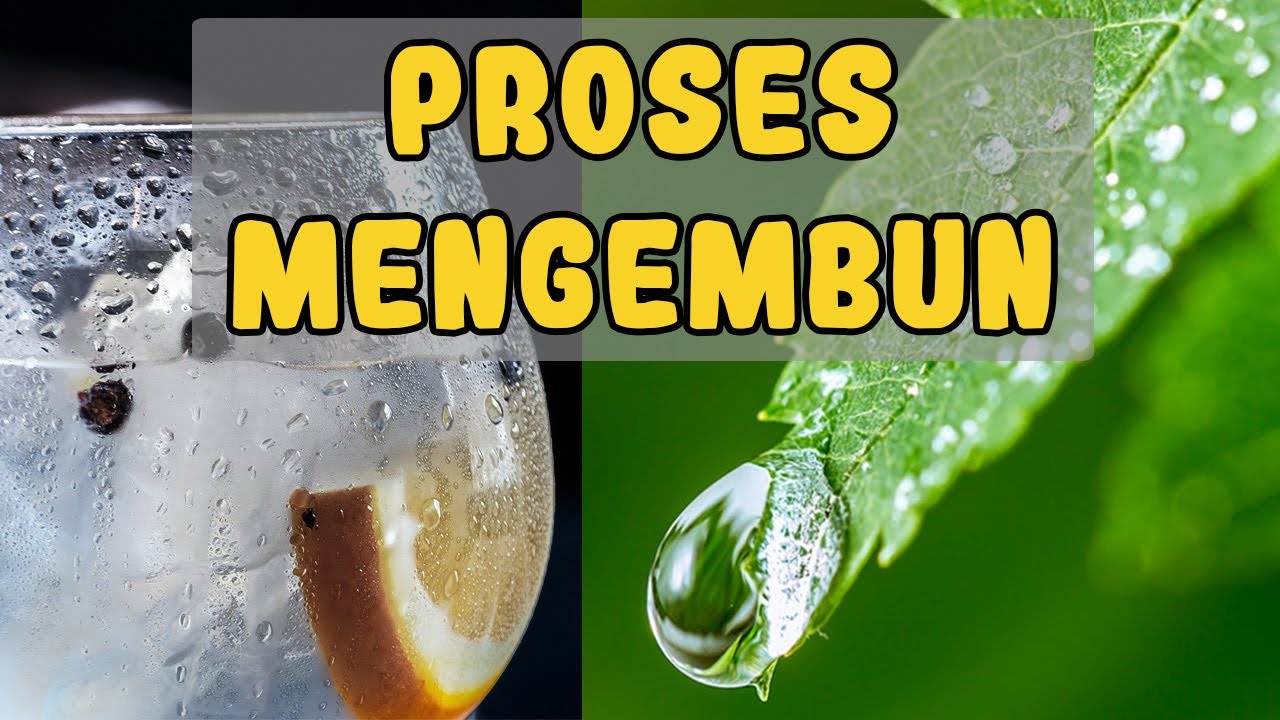 Bagaimana Proses Terbentuknya Embun? #BelajardiRumah - YouTube