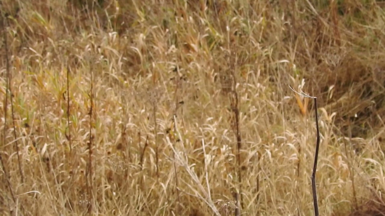 Siberian Chiffchaff call At Skipton North Yorkshire - YouTube