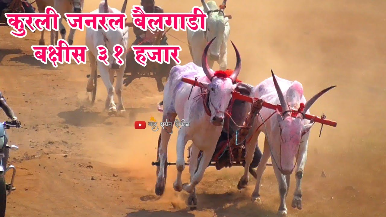 amezing bull cart race in kurli - YouTube