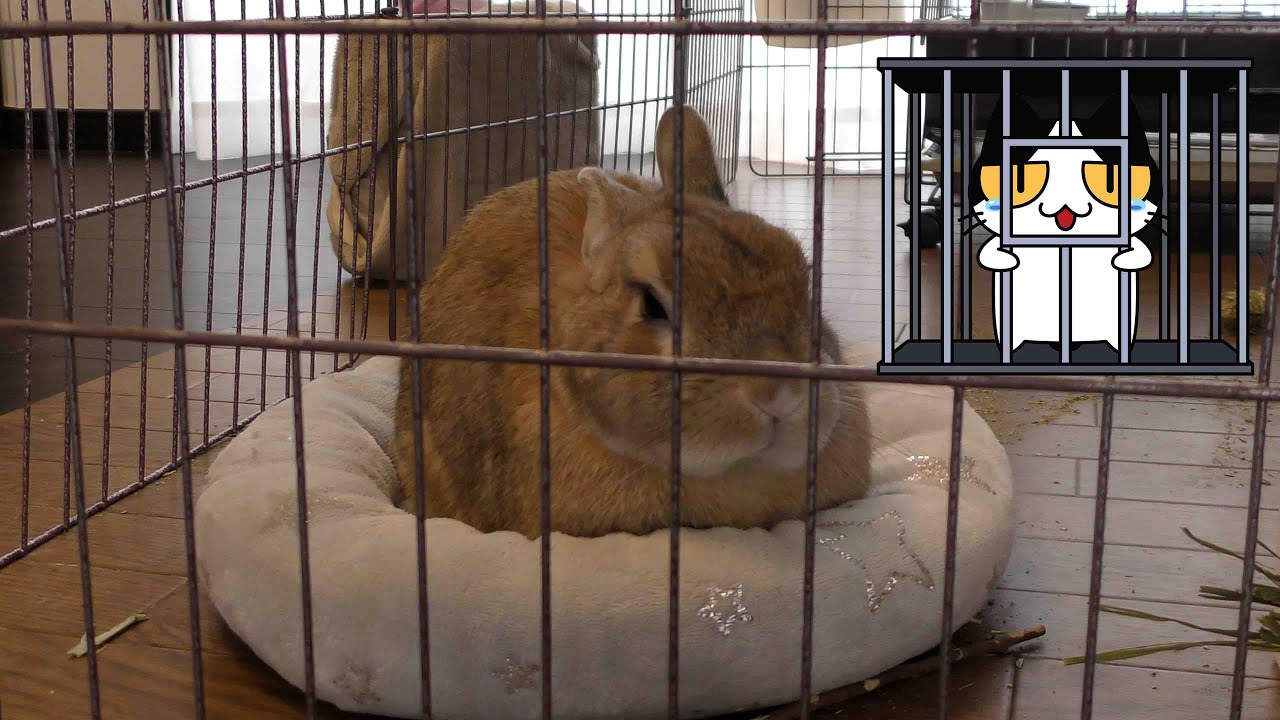 怒られるうさぎ / A rabbit gets scolded (vol.292) - YouTube