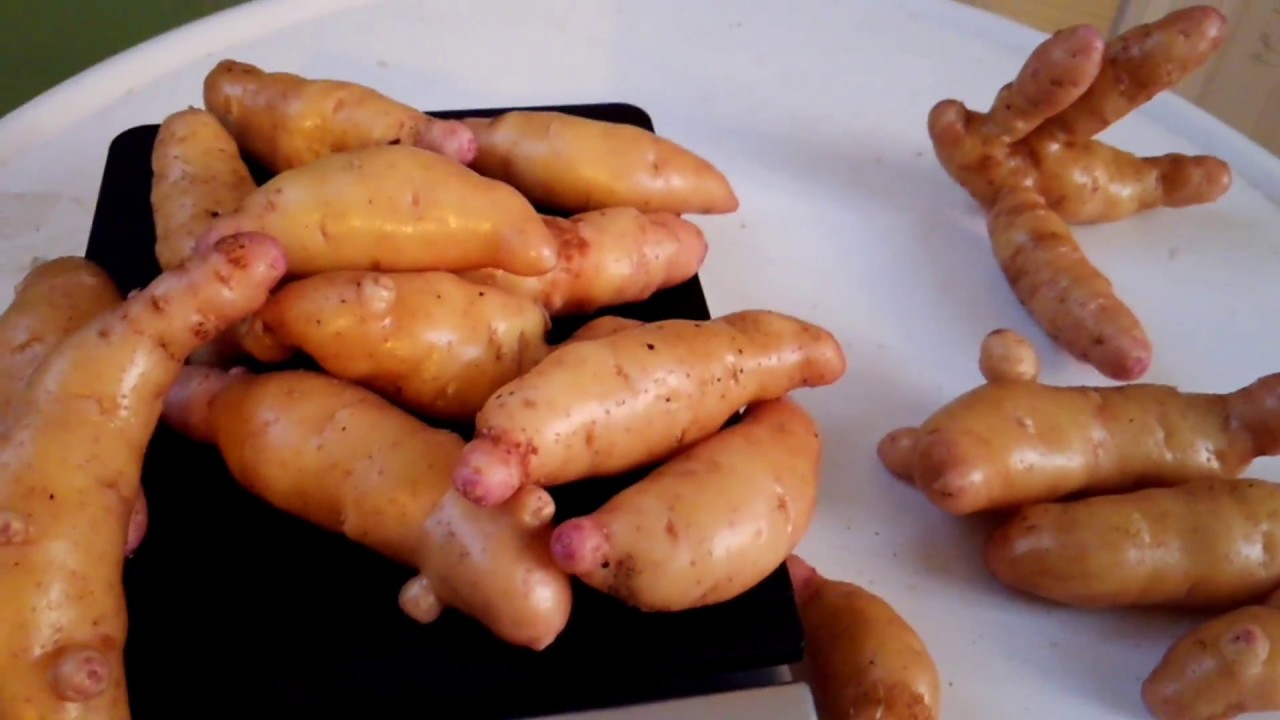 Alien potatoes. Rose Finn Apple fingerlings. - YouTube
