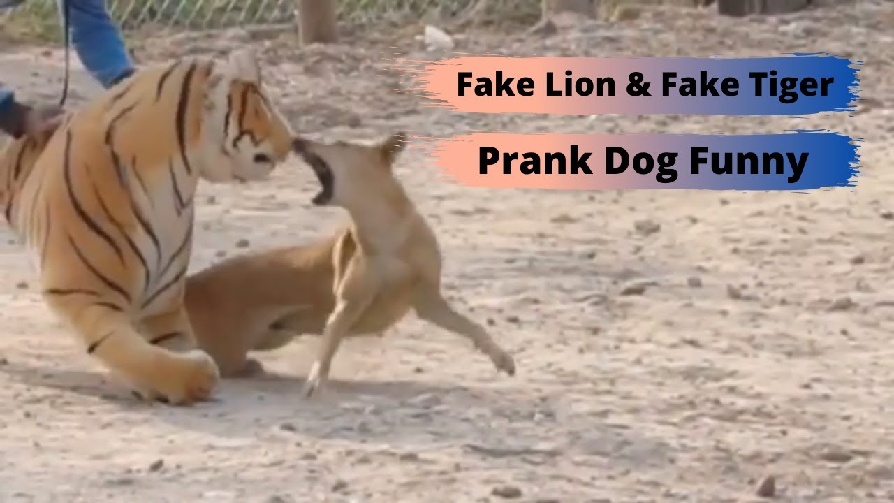 Fake Lion & Fake Tiger Prank Dog funny. - YouTube