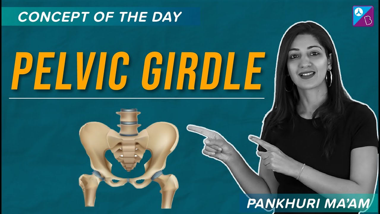 Pelvic Girdle - Locomotion and Movement Class 11 Biology Concept ...