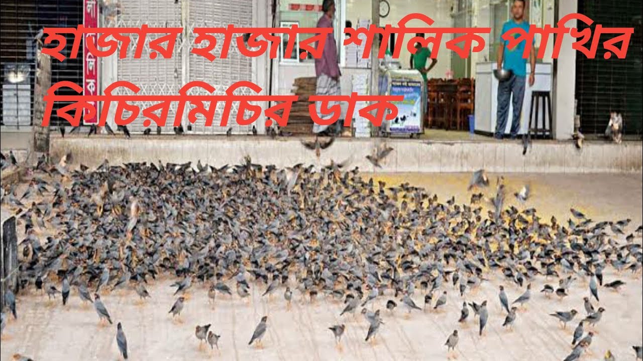 শালিক পাখি ঝাক,, shalik pakhi jak - YouTube
