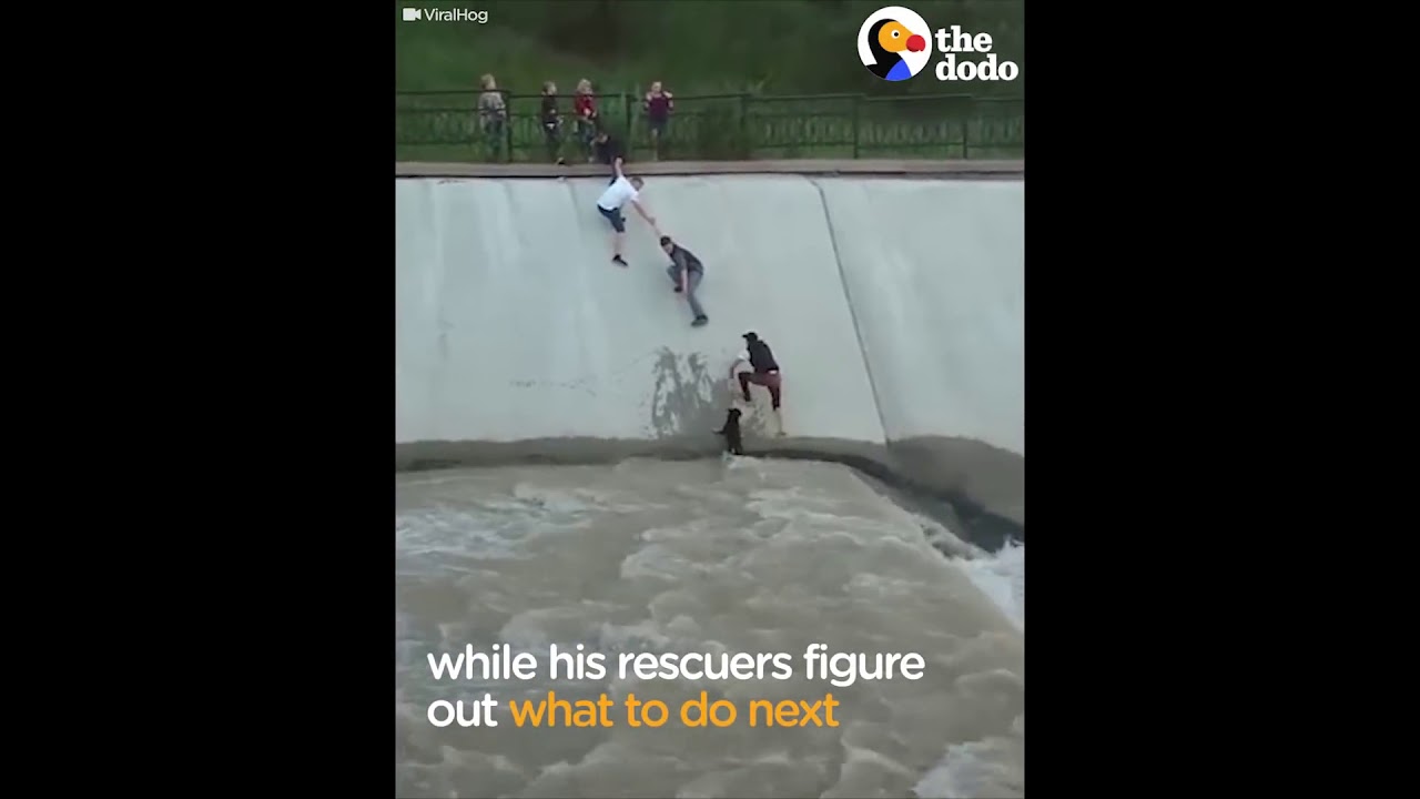 Most Intense Human Chain Ever Rescues Dog Stranded in Canal | The ...