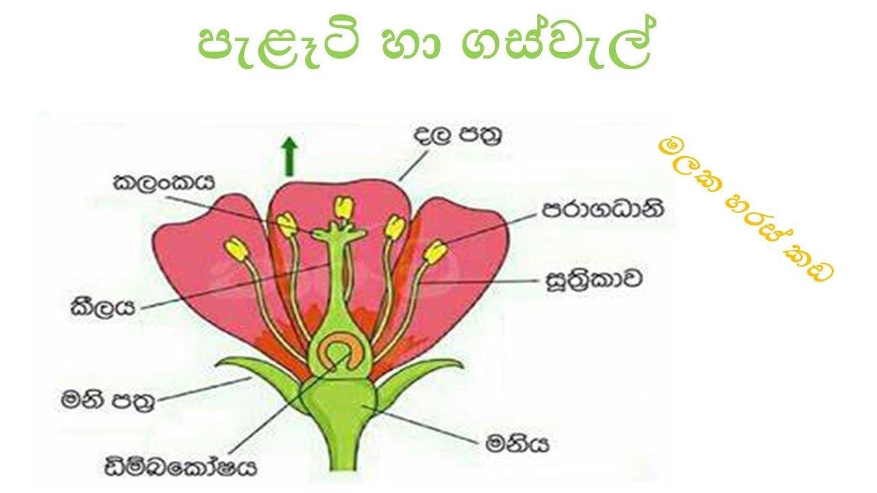 පැළෑටි හා ගස්වැල් මලක හරස් කඩ Youtube