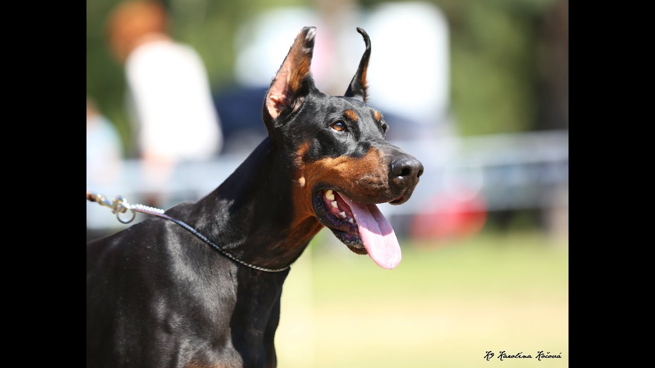 Doberman Star Bianca - YouTube