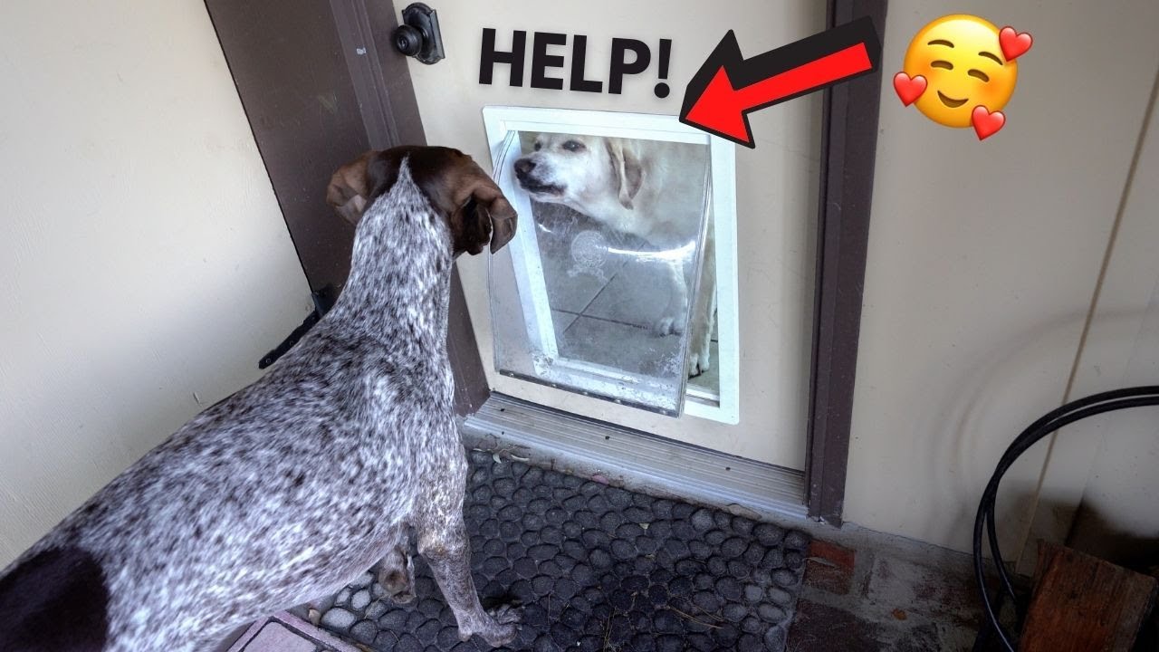 Dogs help each other out through the Dog DOOR - YouTube