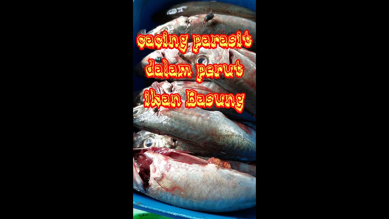 🔴INFO||🪱Cacing Parasit pada ikan - YouTube